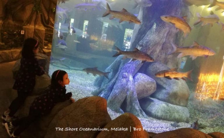 Tarikan Baru The Shore Oceanarium, Melaka Mulai 1 Dis 2019